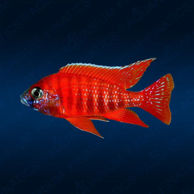 RUBY RED PEACOCK - Finatics Aquarium